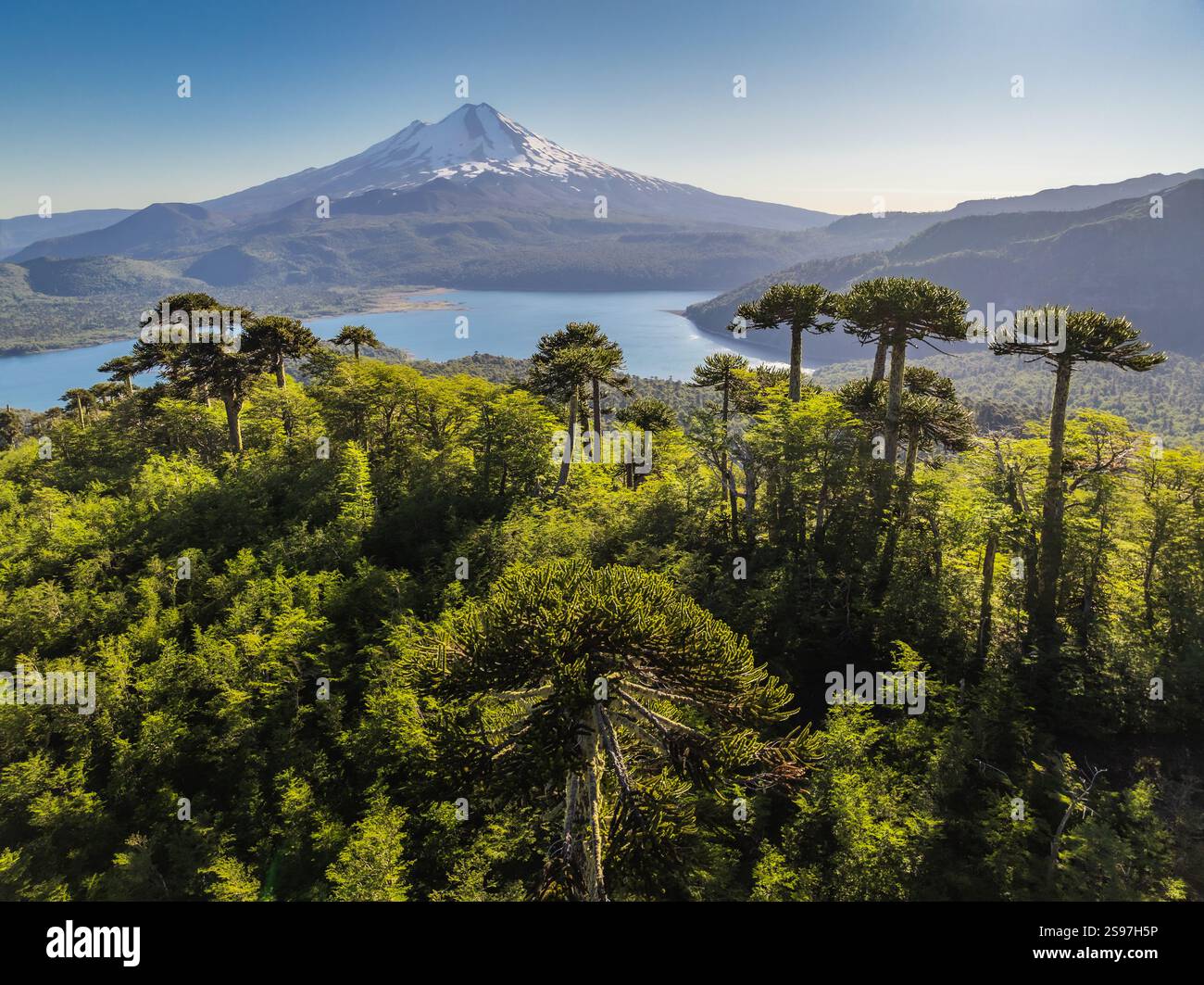 Llaima volcano and Monkey puzzle trees (Araucaria araucana) in ...