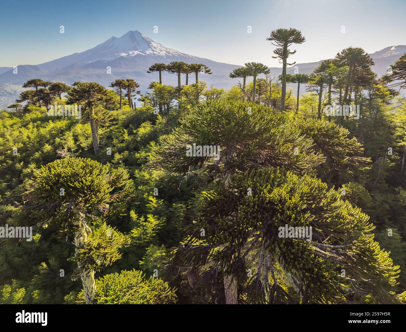 Llaima volcano and Monkey puzzle trees (Araucaria araucana) in ...
