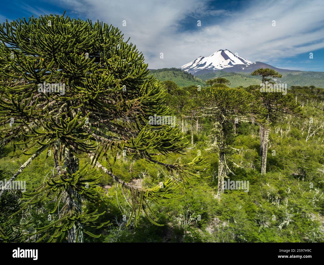 Llaima volcano and Monkey puzzle trees (Araucaria araucana) in ...