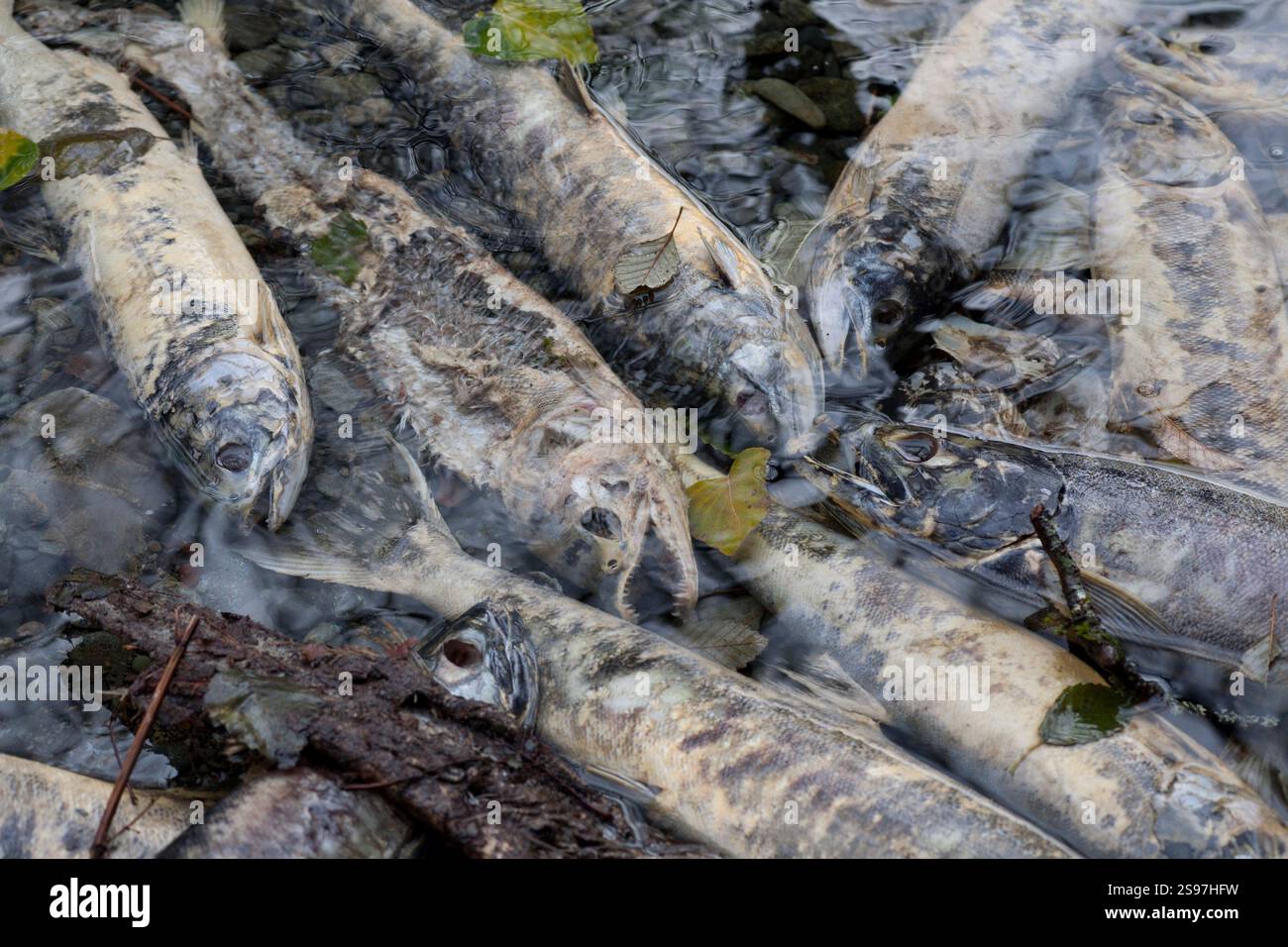 Spawned hi-res stock photography and images - Alamy