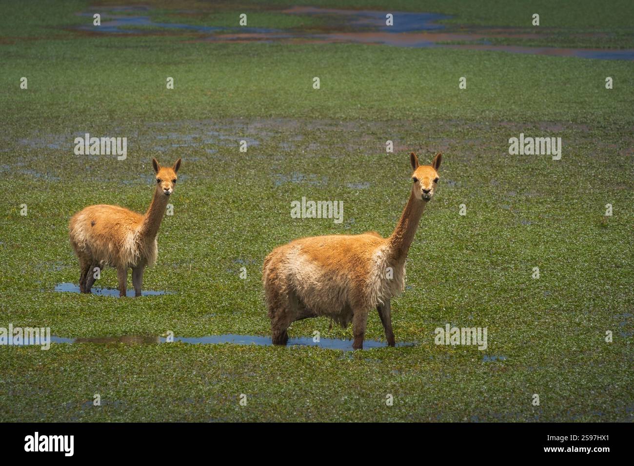 Vicuna (Lama vicugna) at San Pedro de Atacama, Chile Stock Photo - Alamy