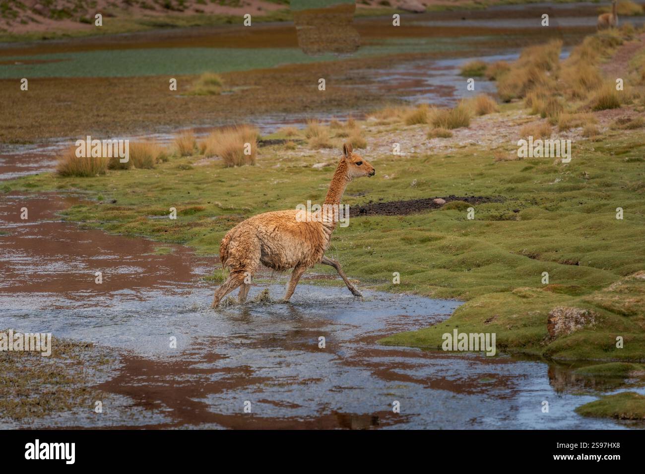 Vicuna (Lama vicugna) at San Pedro de Atacama, Chile Stock Photo - Alamy
