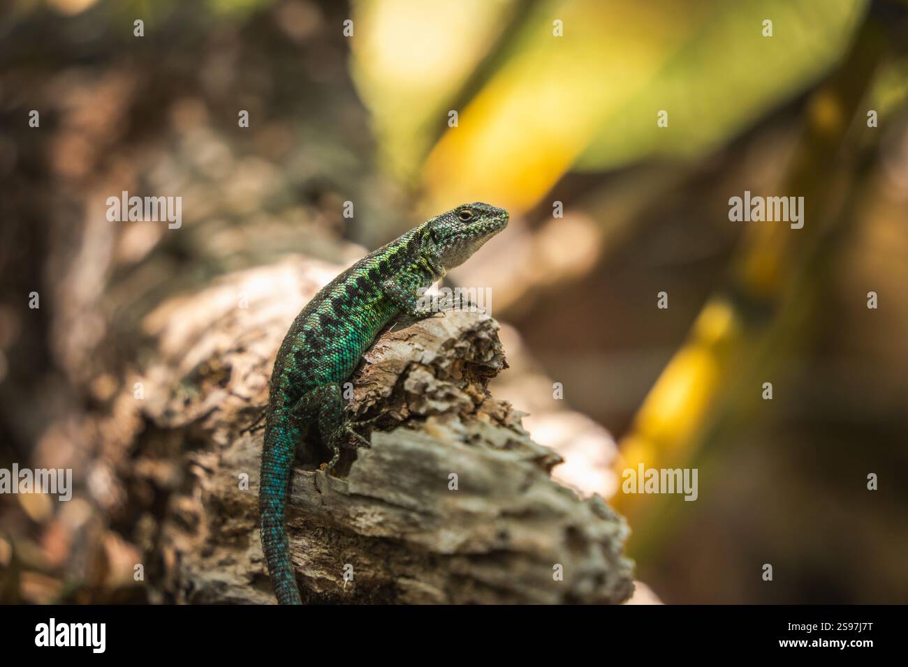 Liolaemus tenuis hi-res stock photography and images - Alamy