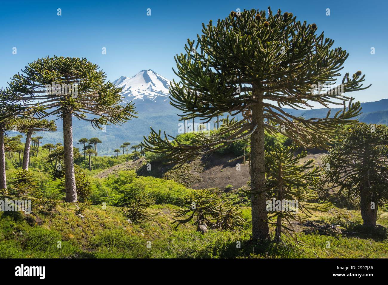 Llaima volcano and Monkey puzzle trees (Araucaria araucana) in ...