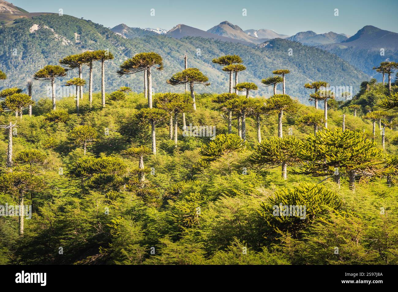 Monkey puzzle trees (Araucaria araucana) at Sierra Nevada in Conguillío ...