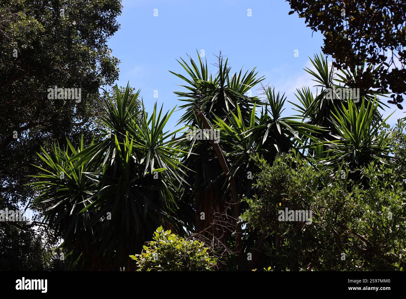 slender (narrow) pointed green leaves form a canopy overhead under a ...