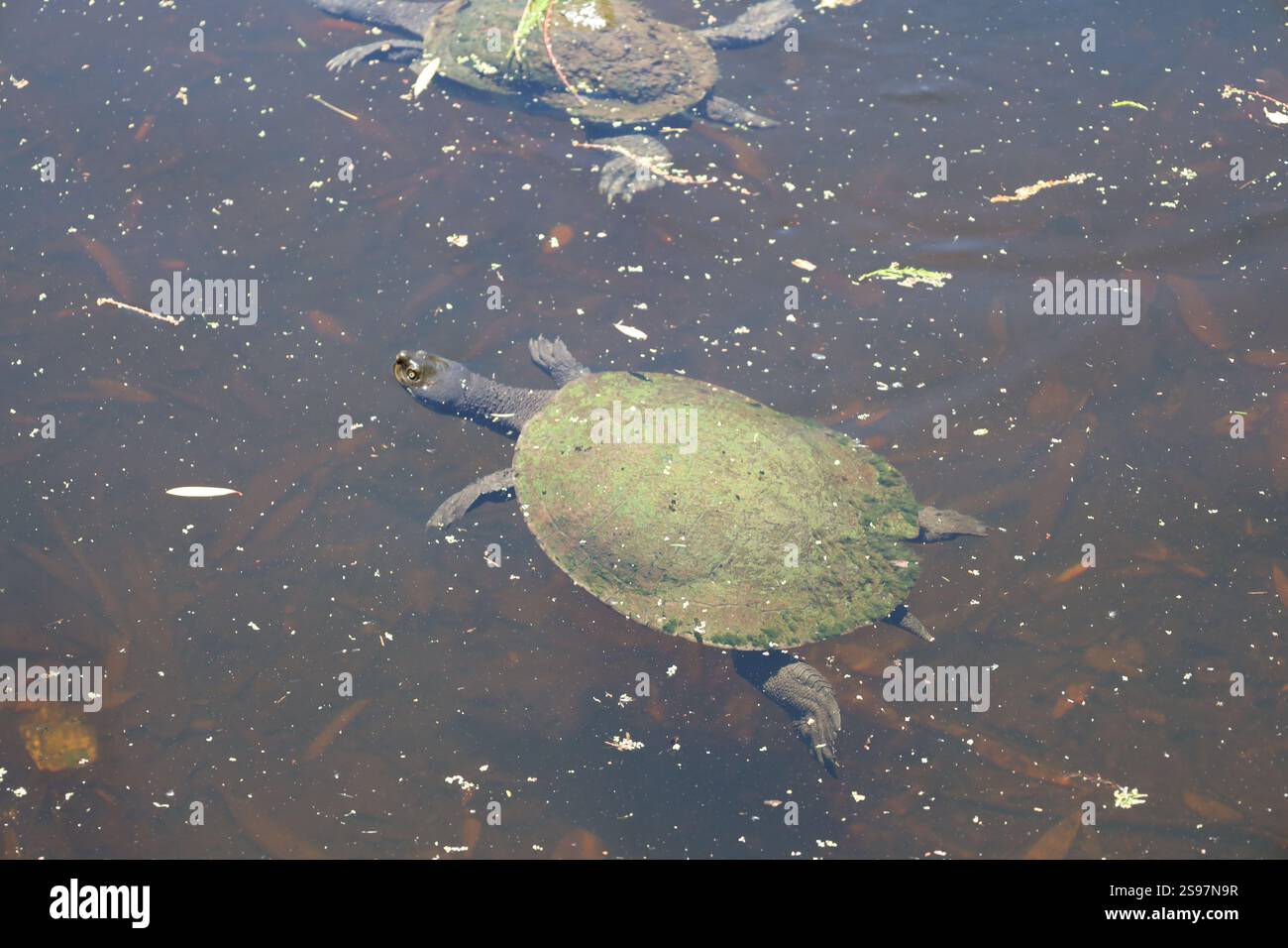Big turtle in pool close hi-res stock photography and images - Alamy