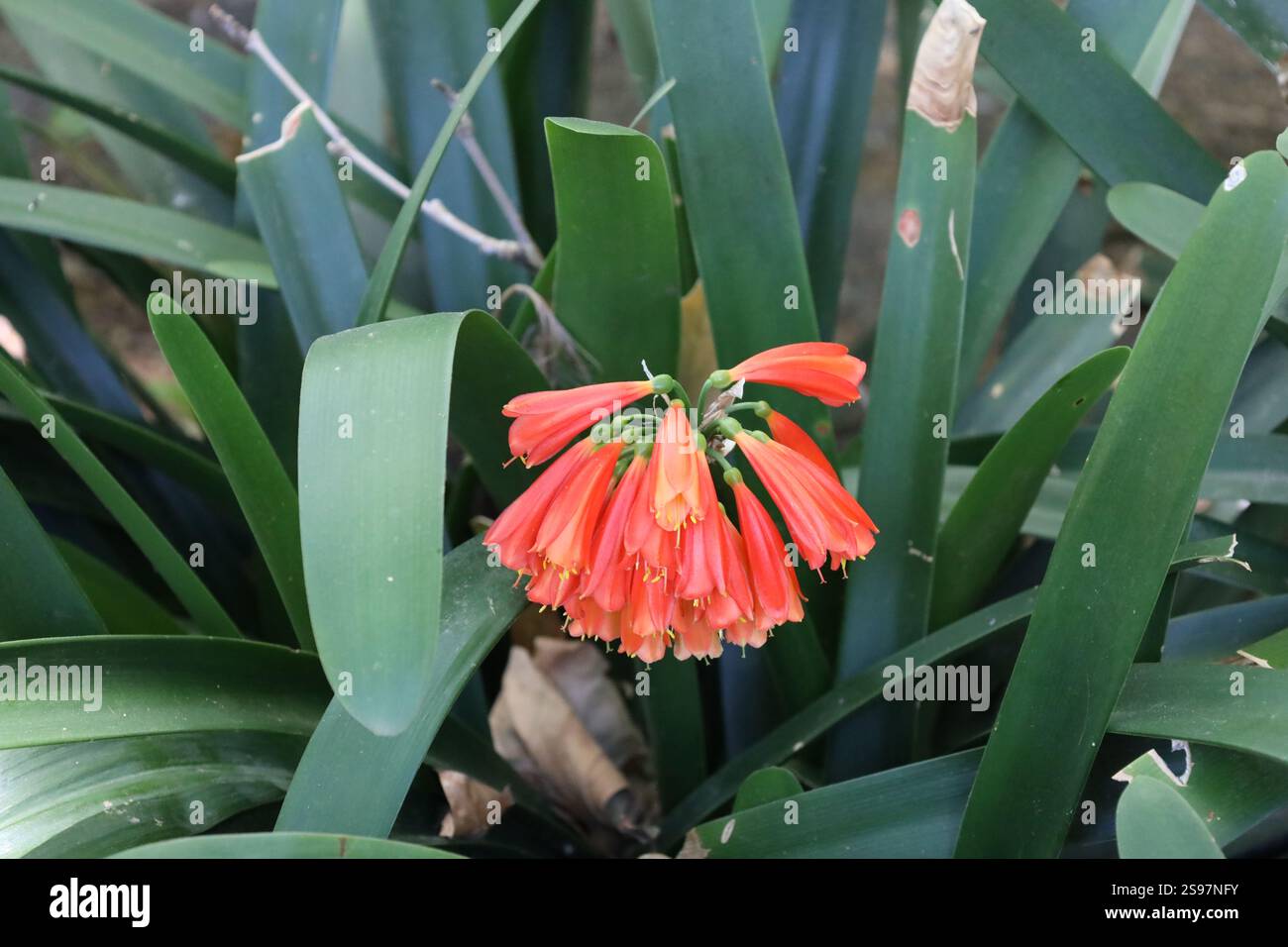 close-up cluster of small, long slender red blossoms against long ...