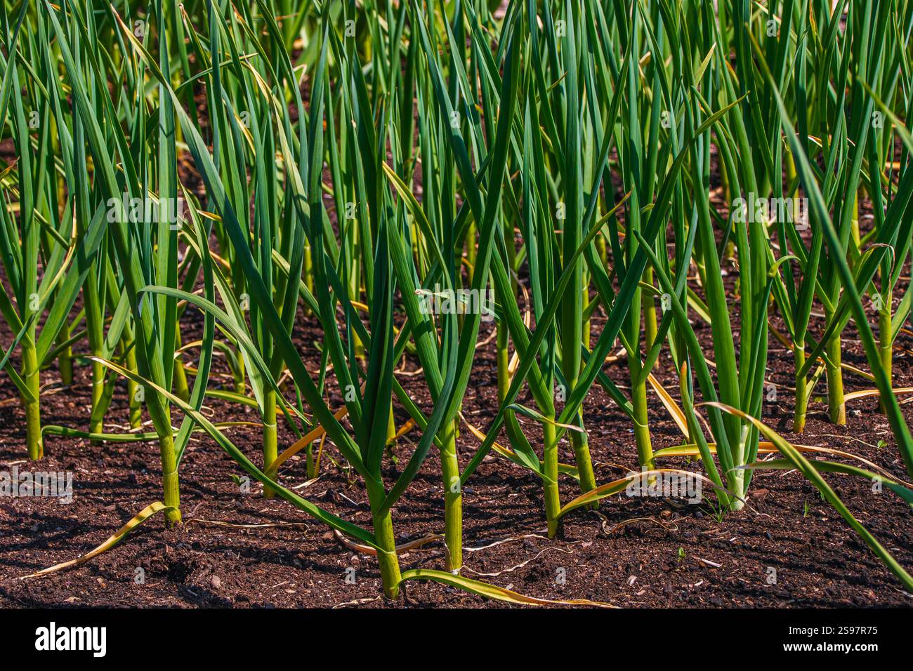 Vegetable beds with garlic, garlic plants growing in the garden ...