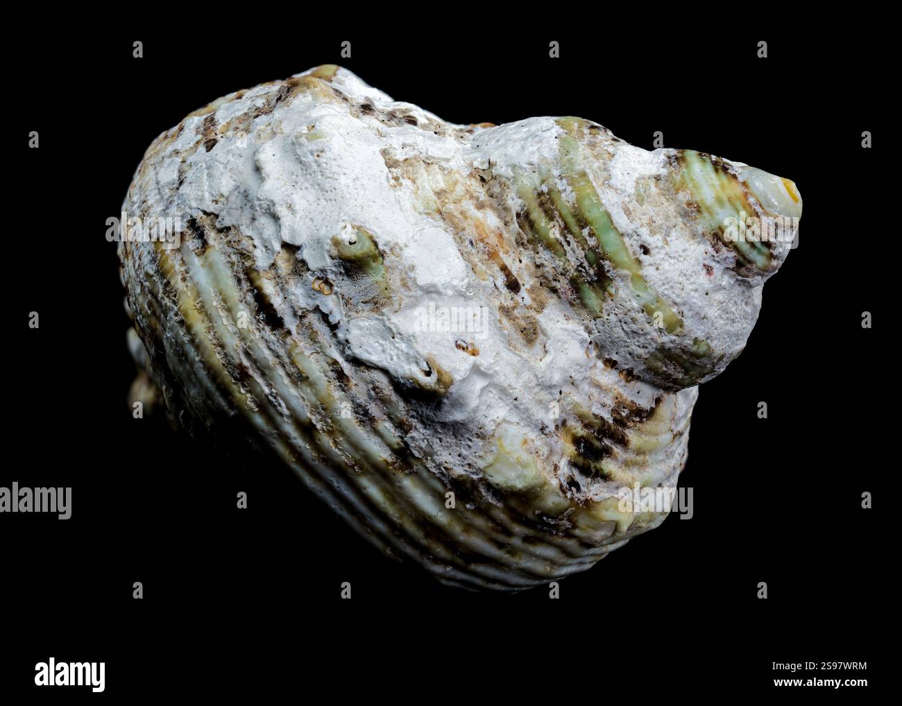 Close-up of a Turbo argyrostomus shell highlighted against a black ...