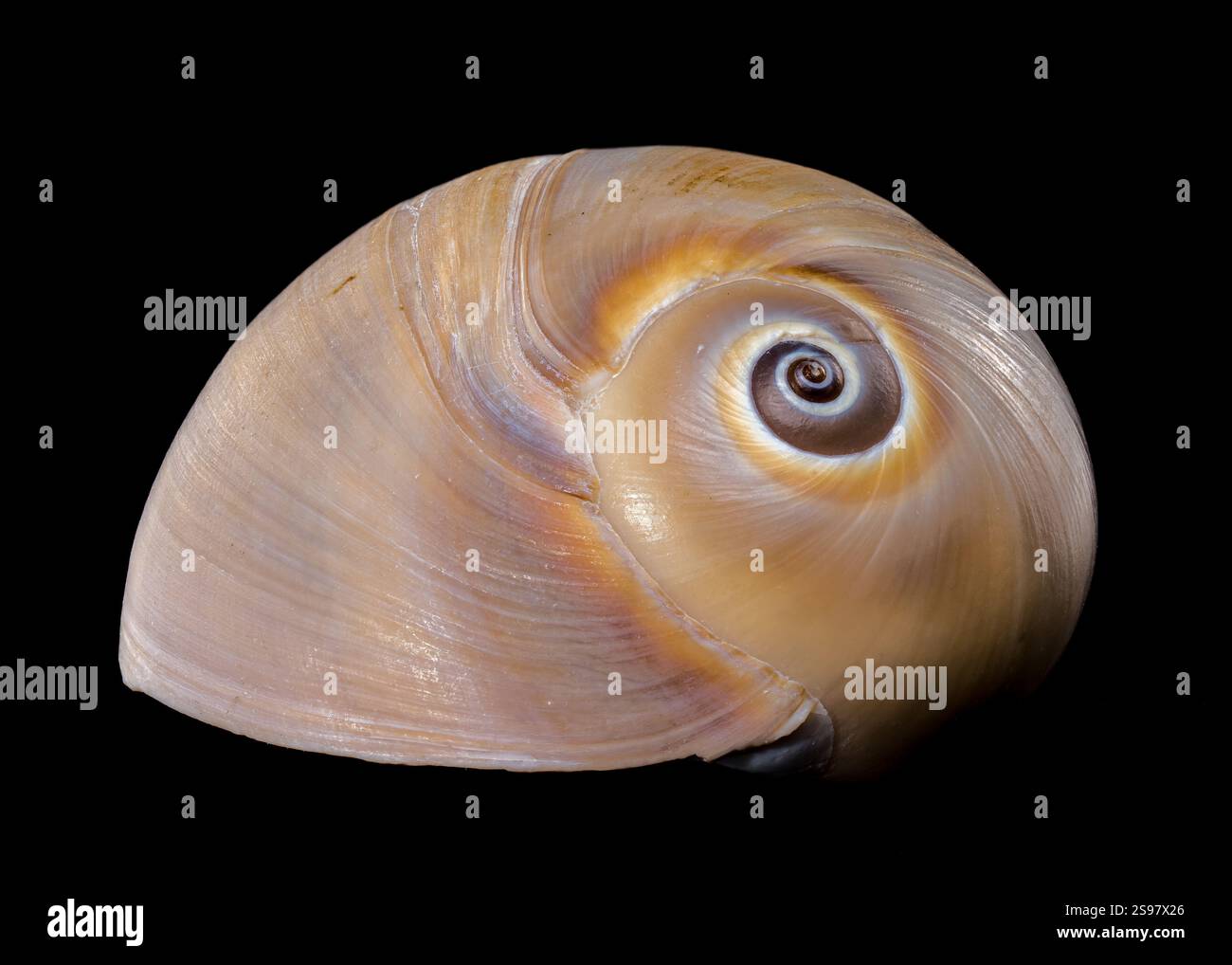 Close-up of a Polymita picta shell, also known as the Cuban painted ...
