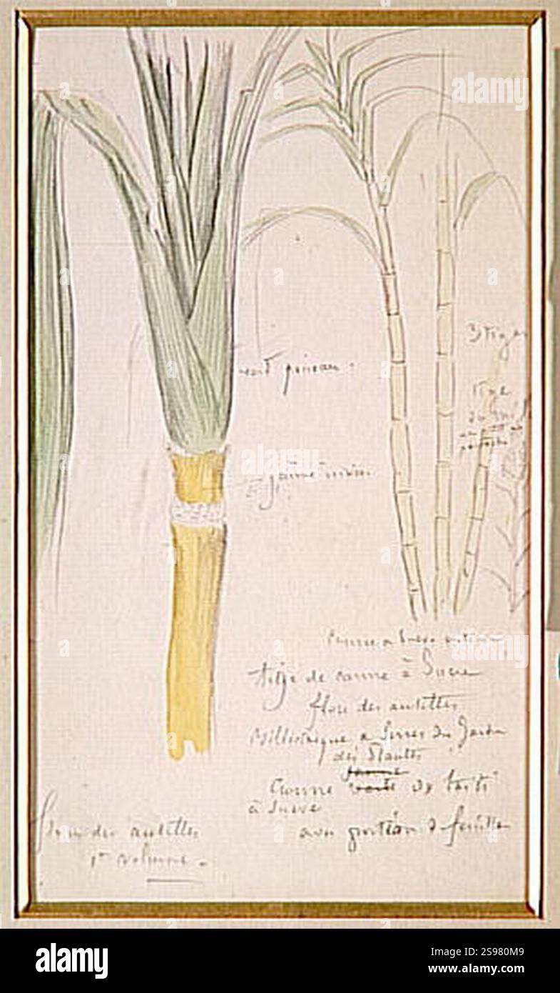 Gustave Moreau-Etude de plantes-Cat. 491 droite Stock Photo - Alamy