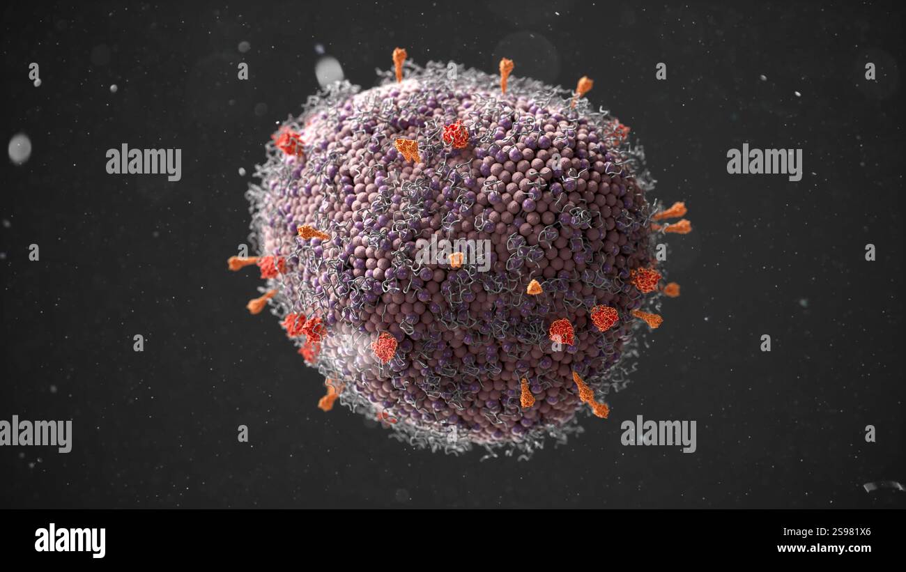 Illustration of a human metapneumovirus (hMPV) particle. This is a ...