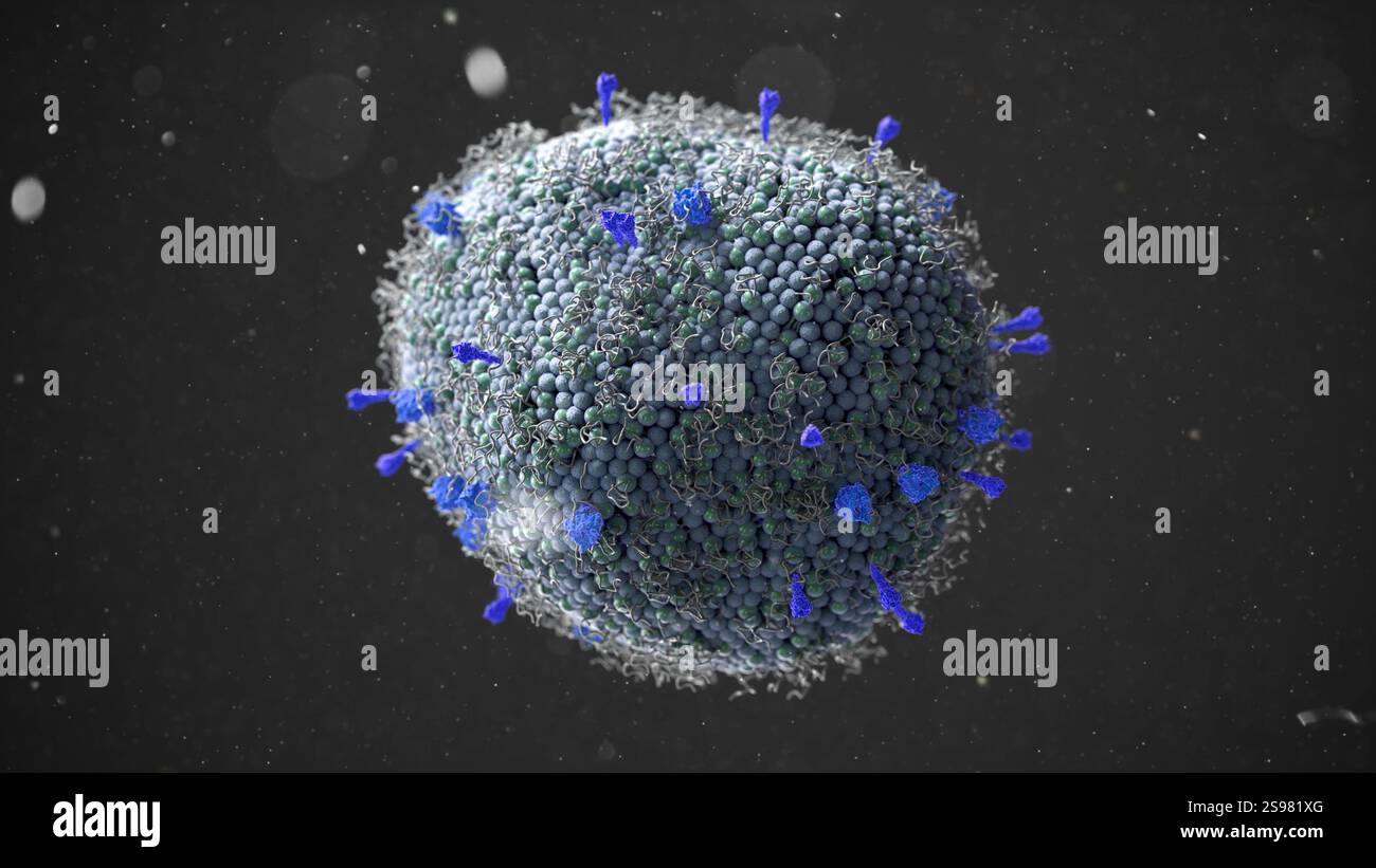 Illustration of a human metapneumovirus (hMPV) particle. This is a ...