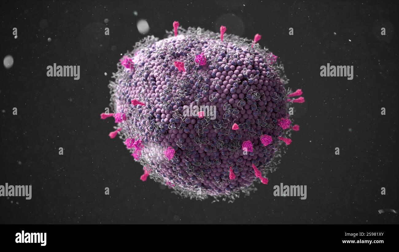 Illustration of a human metapneumovirus (hMPV) particle. This is a ...