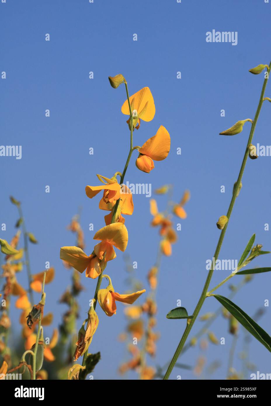 Yellow indian hemp flowers hi-res stock photography and images - Alamy