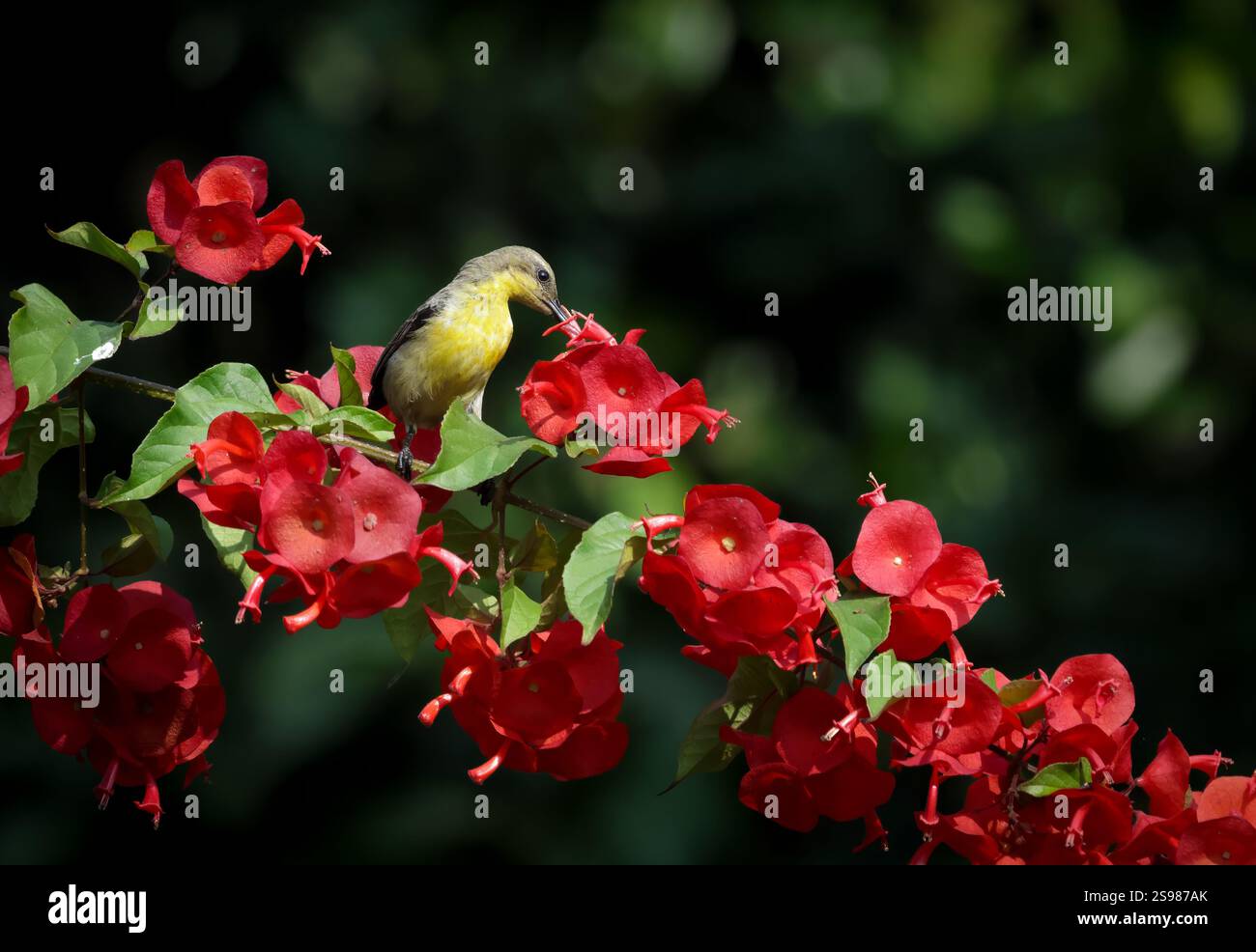 female purple sunbird in red flower.this photo was taken from ...