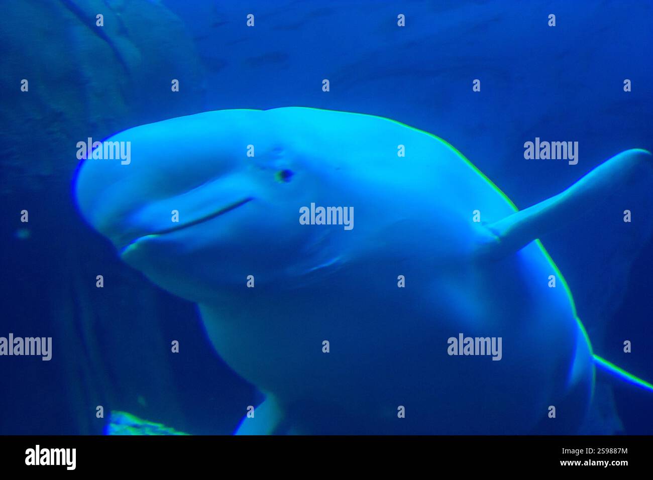 A whale is swimming in a tank with a blue background. The whale has a ...