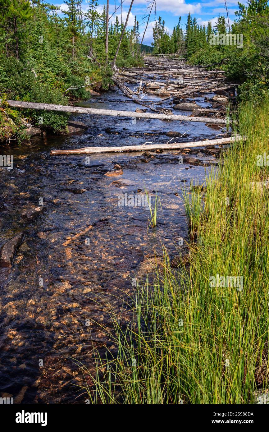 A river with a lot of debris in it. The water is brown and murky. The ...