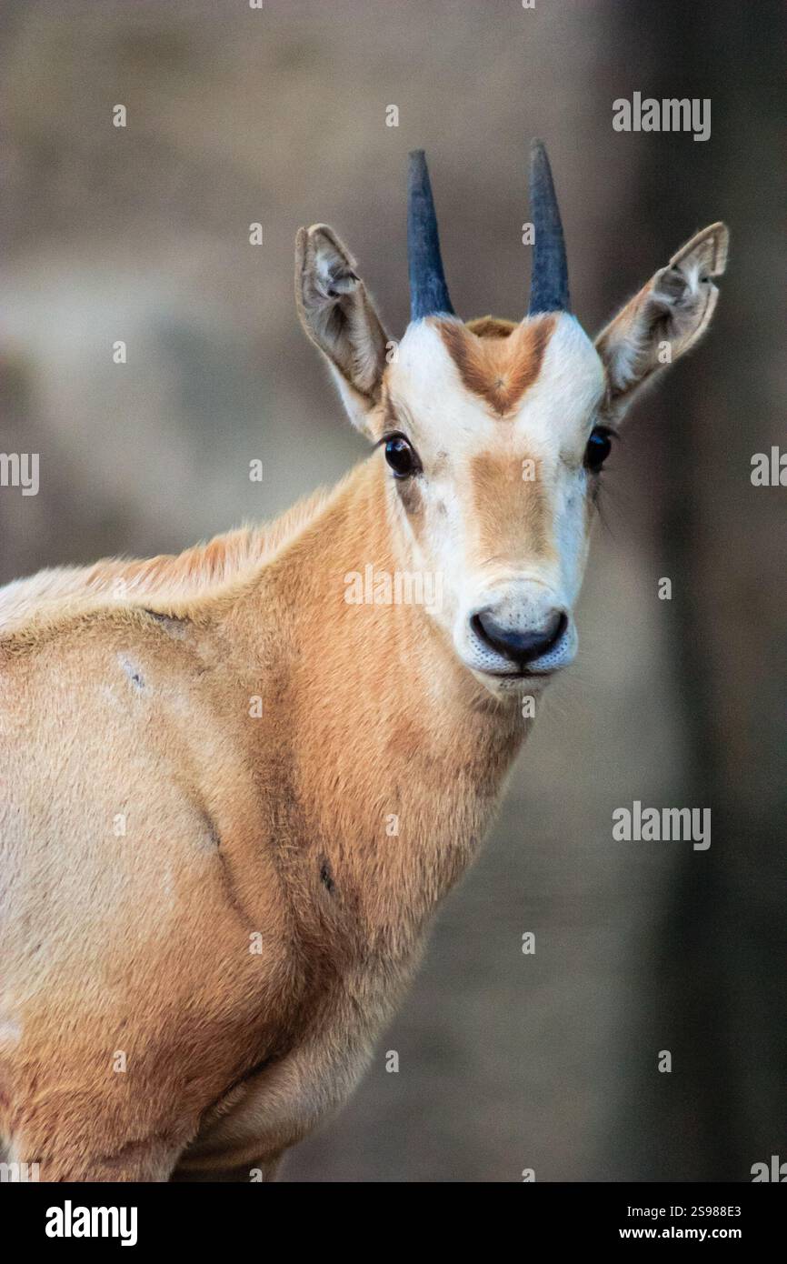 White spot on head hi-res stock photography and images - Alamy