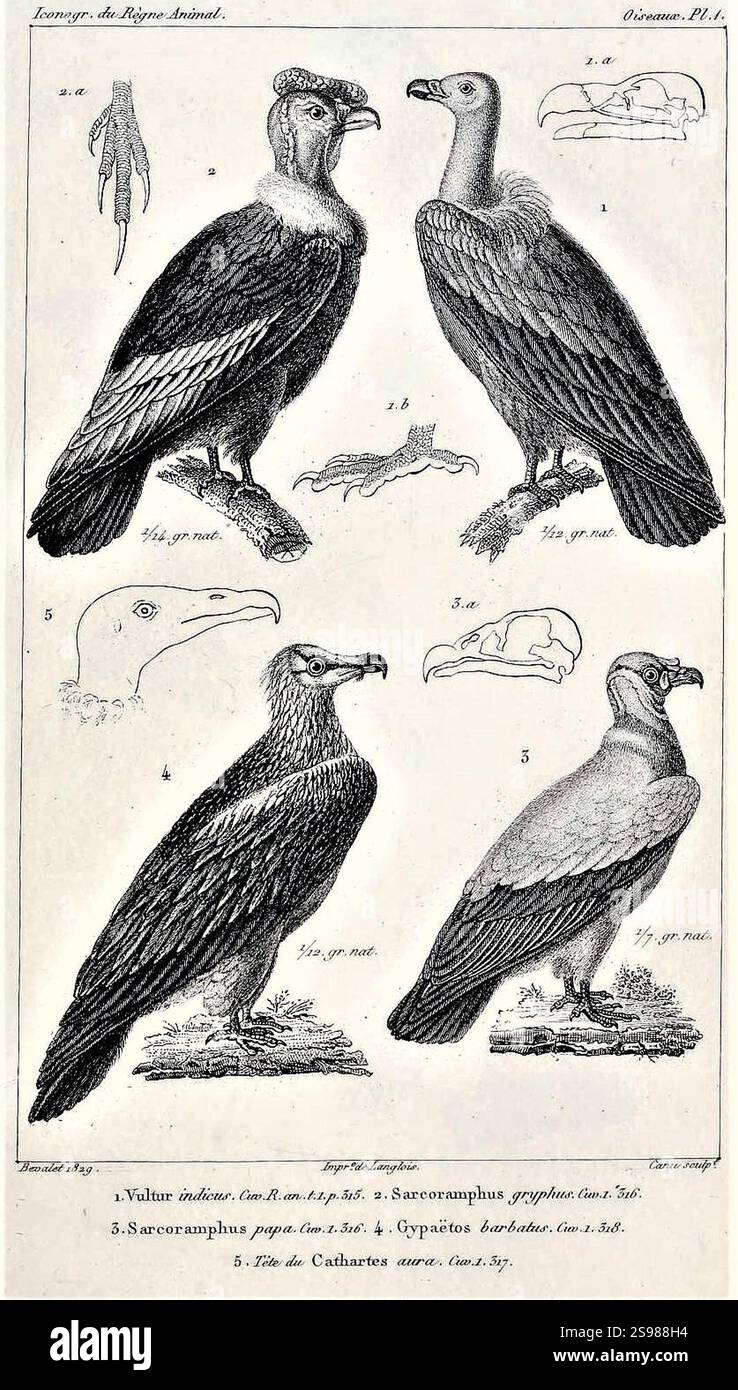 Gyps indicus Vultur gryphus Sarcoramphus papa Gypaetus barbatus ...