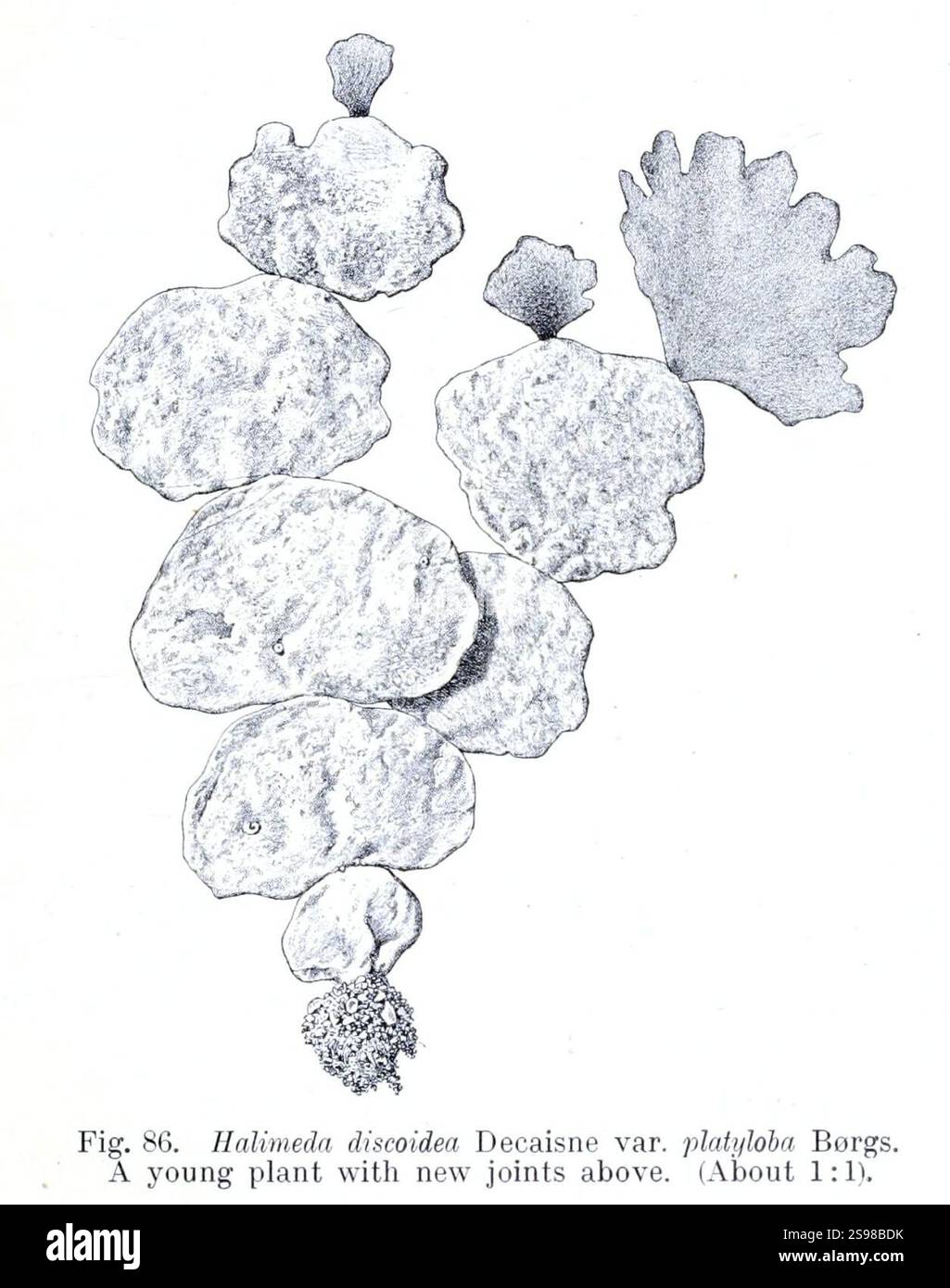 Halimeda discoidea hi-res stock photography and images - Alamy