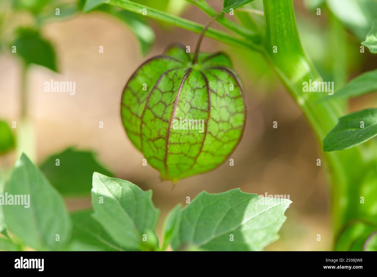 Physalis peruviana plant hi-res stock photography and images - Alamy