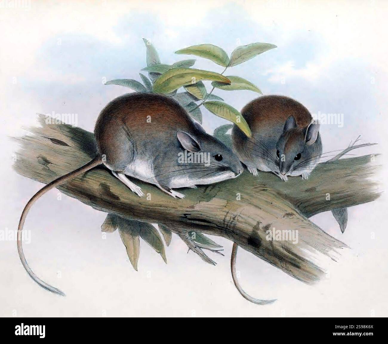 Hapalotis apicalis hi-res stock photography and images - Alamy