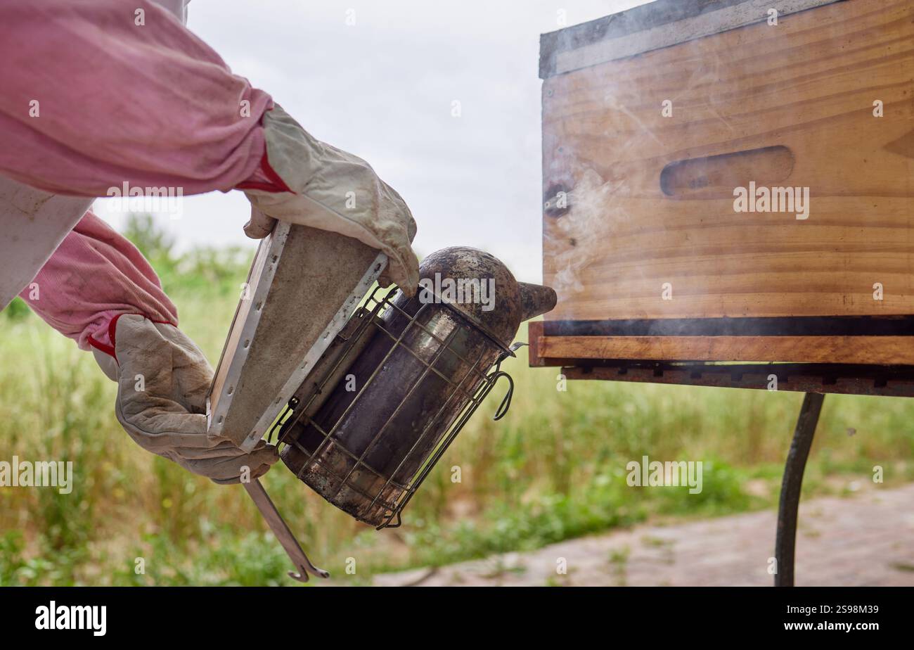 Beekeeper, hands and smoker by box outdoor to calm bees for honeycomb ...