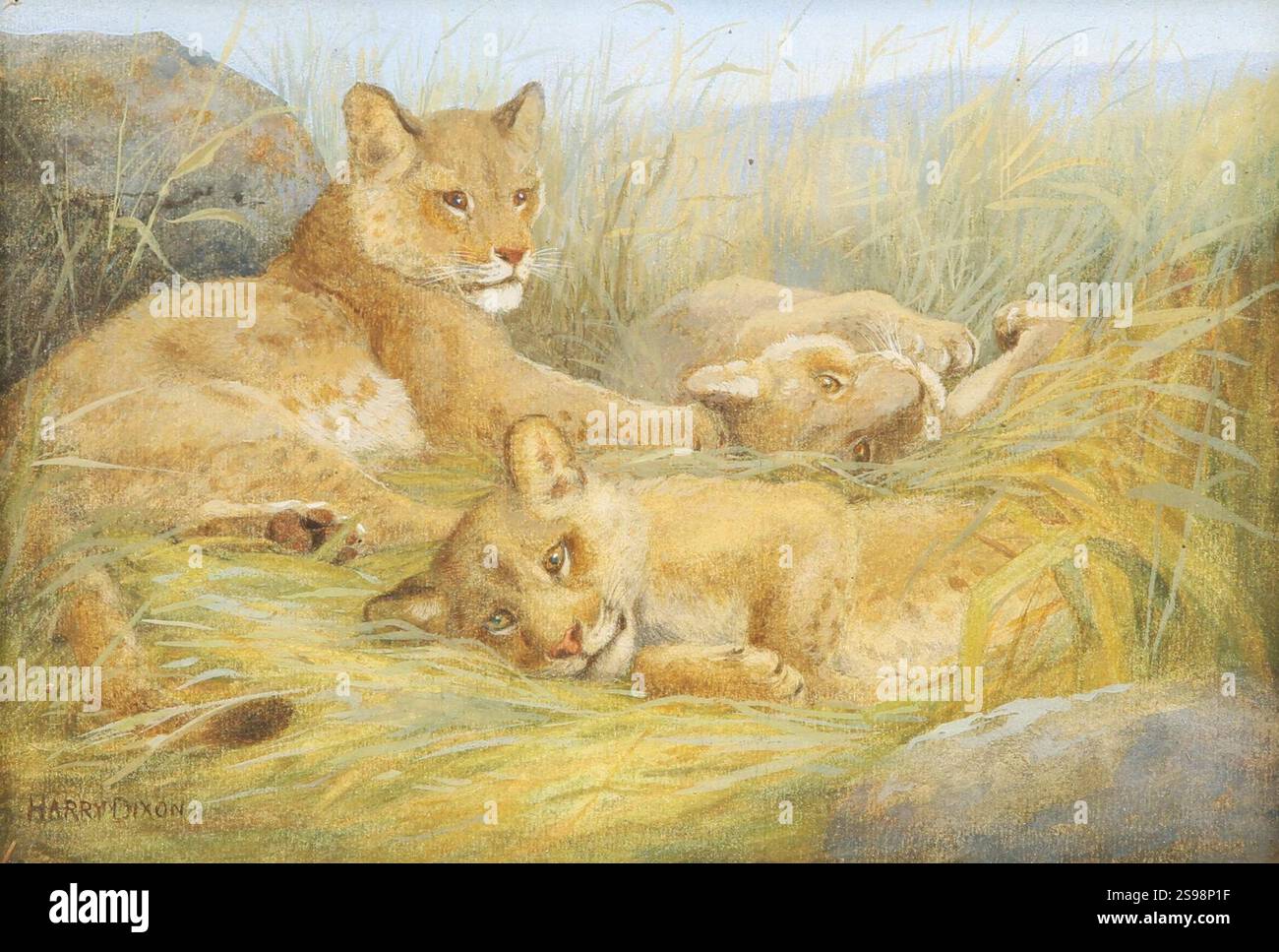 Harry Dixon - 2c04b44bf5 Stock Photo - Alamy