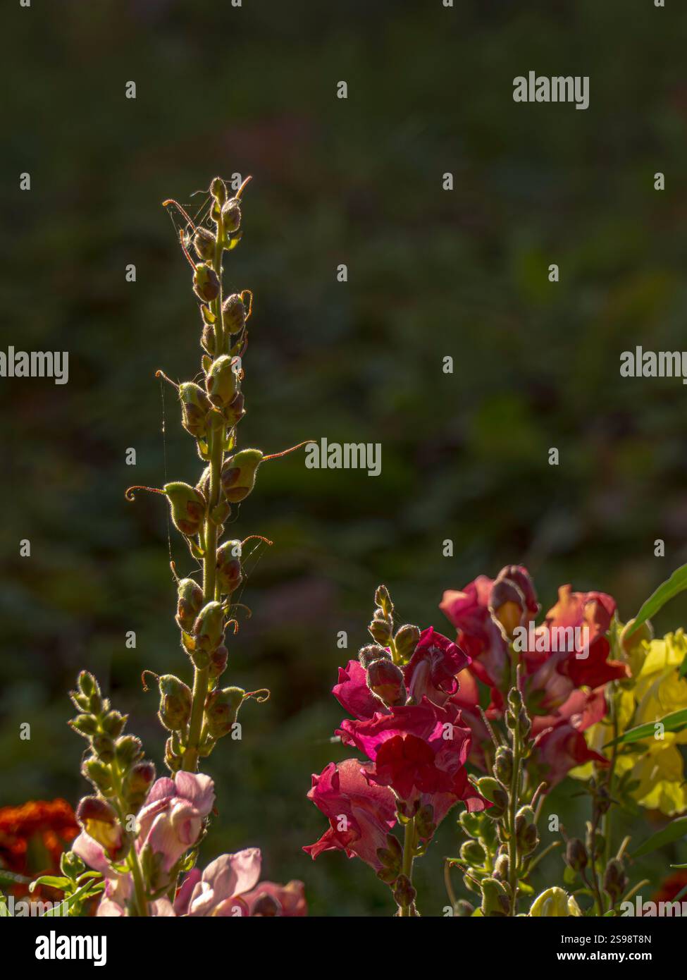 blooming snapdragon with stem with buds Stock Photo - Alamy