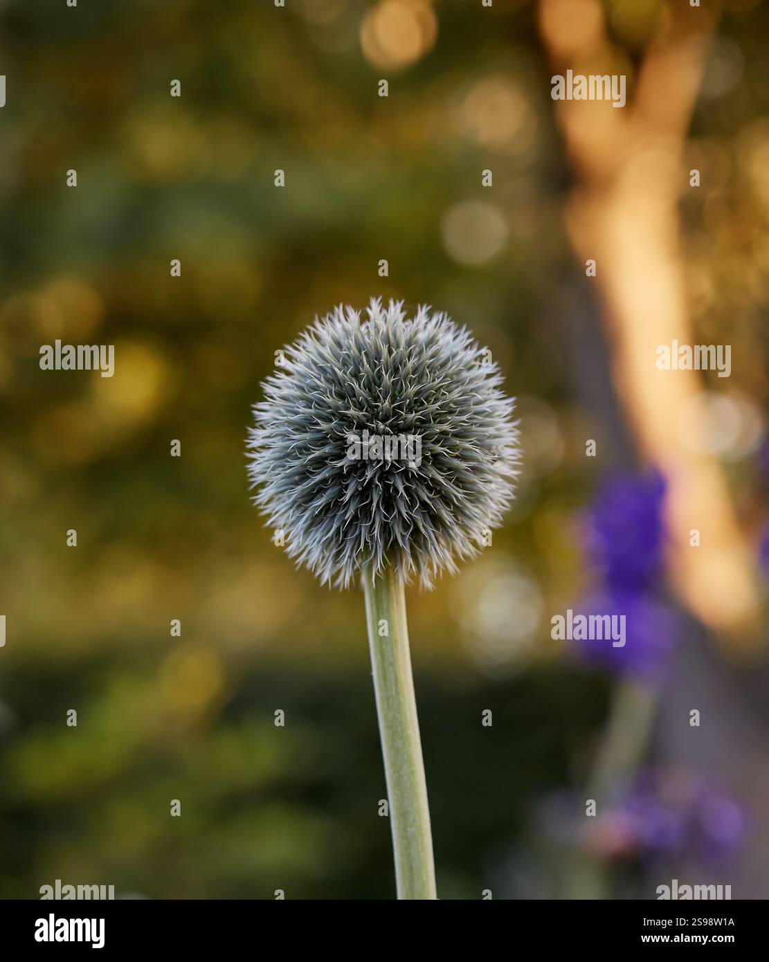 Closeup, flower and globe thistle in nature for growth, natural and ...