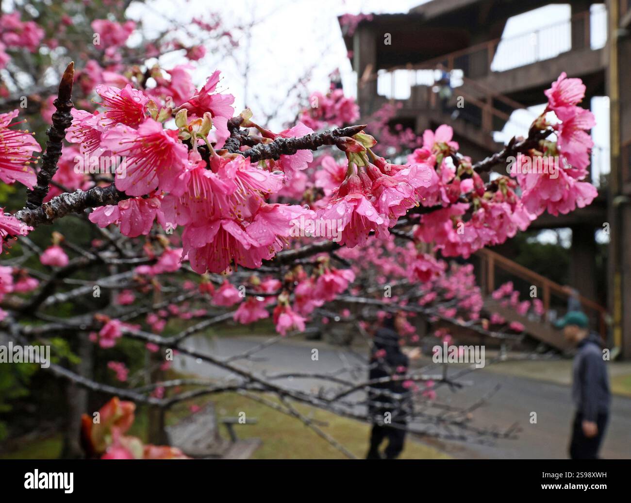 Edo Higanzakura cherry blossom tree start to bloom in Nago City ...