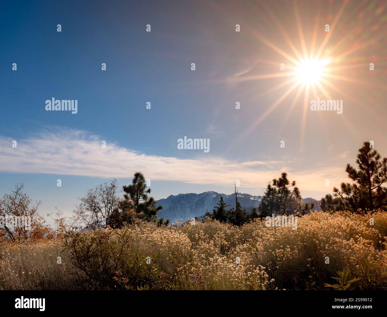 Open fields and pine trees in a mountainside setting with a light snow ...