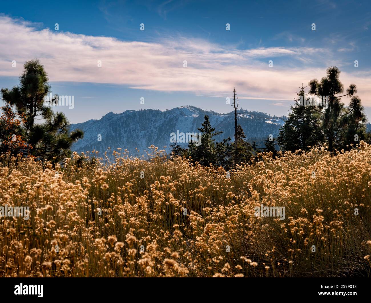 Open fields and pine trees in a mountainside setting with a light snow ...