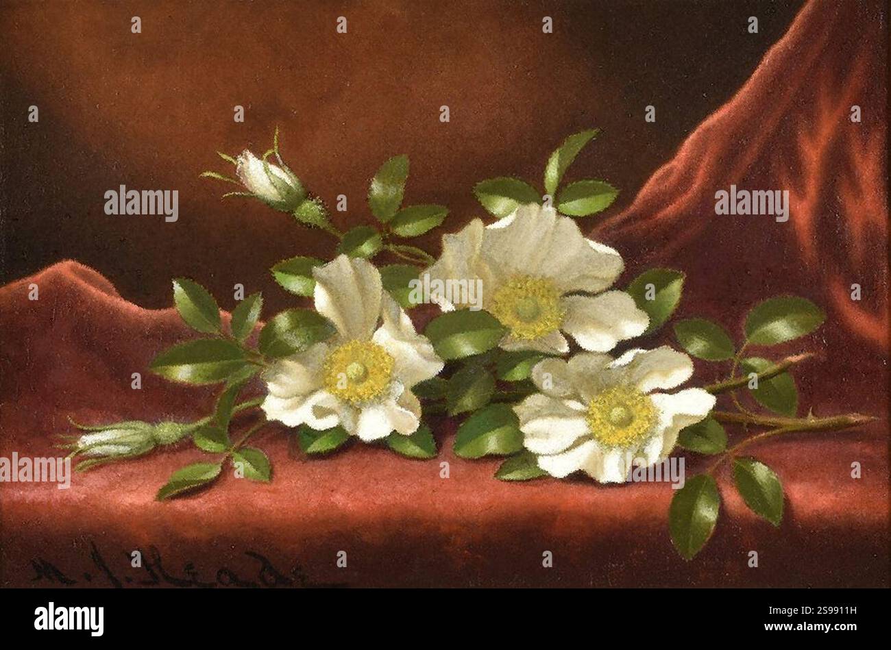 Three Cherokee Roses on Red Velvet by Martin Johnson Heade, ca. 1890 ...