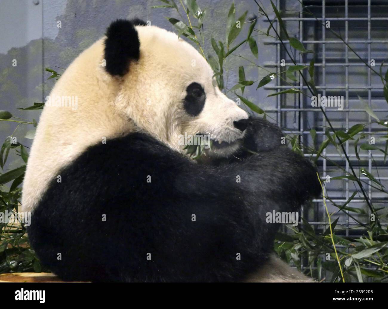A giant panda, one of two leased by China, is pictured at Smithsonian's ...
