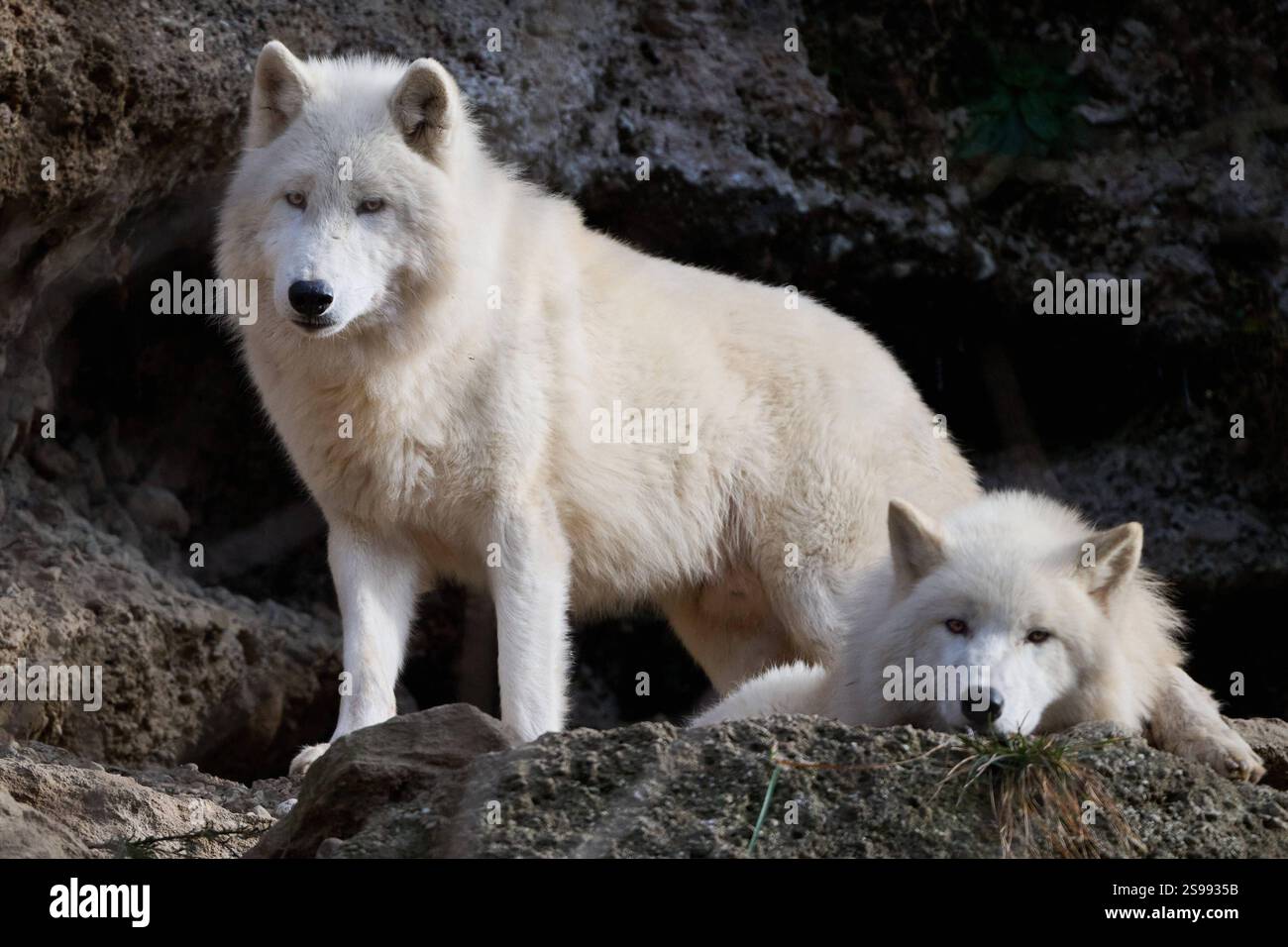 Salzburg, Österreich 14. Januar 2025: Tierwelt im Zoo Salzburg ...