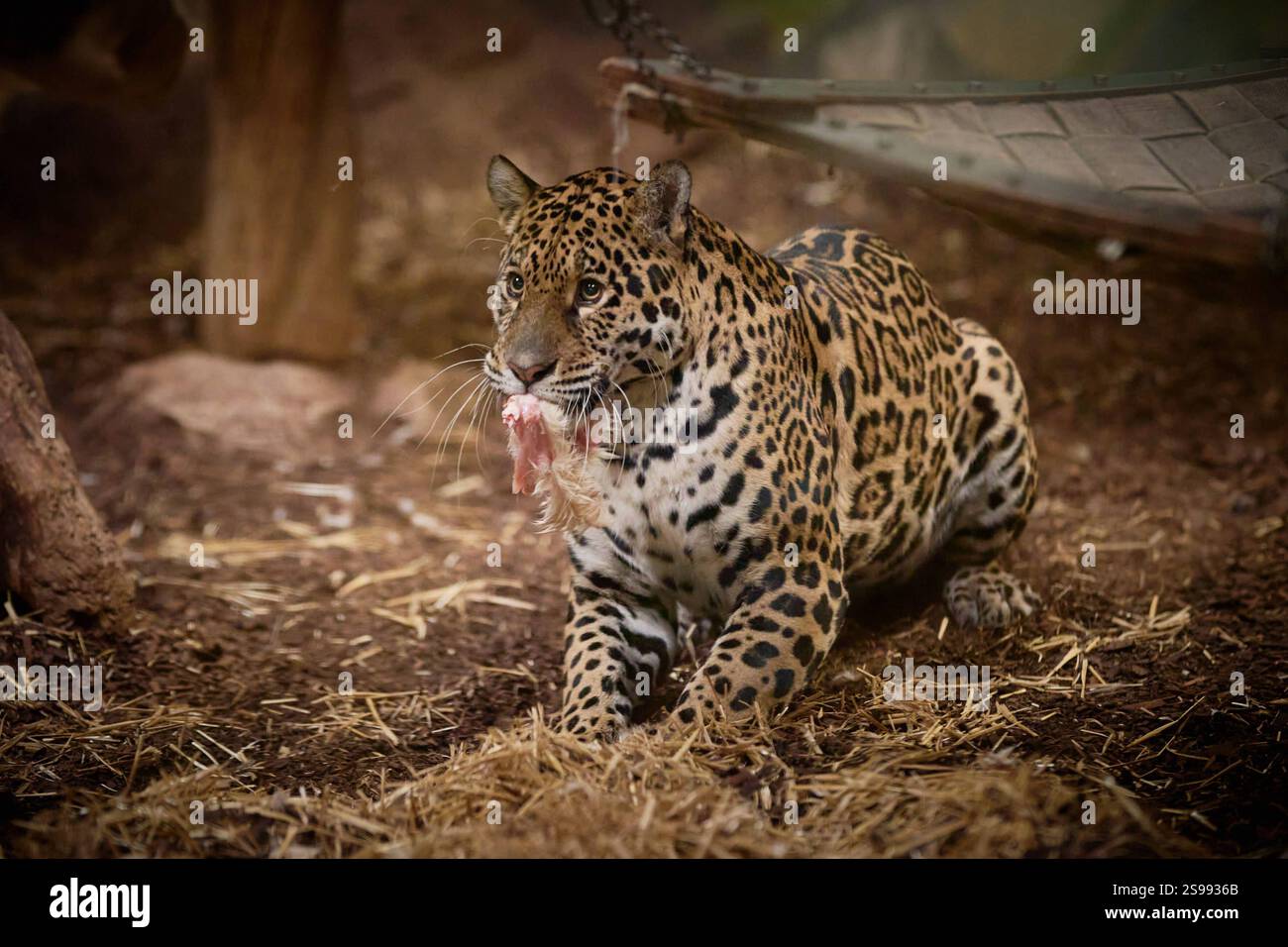 Salzburg, Österreich 14. Januar 2025: Tierwelt im Zoo Salzburg ...