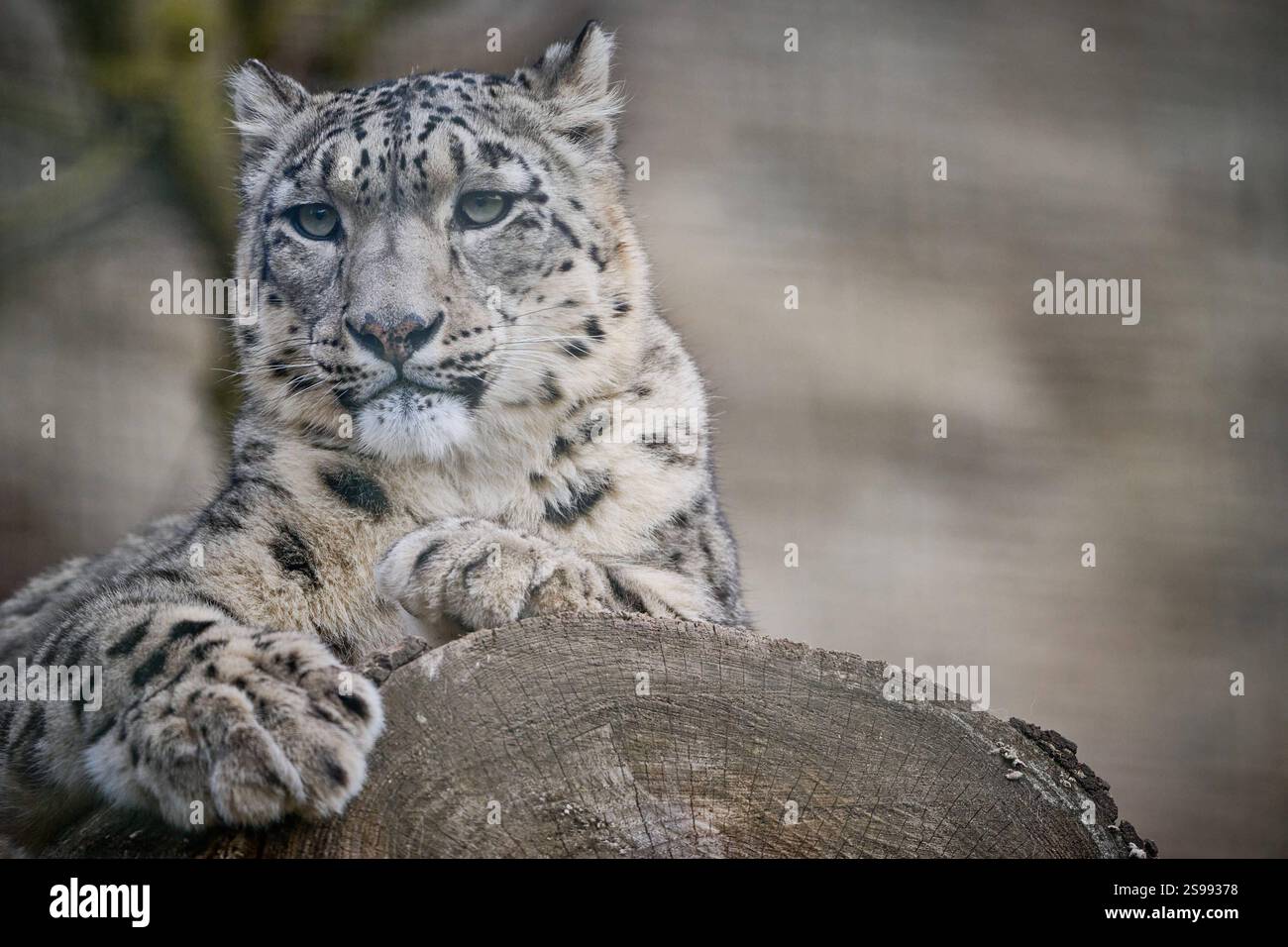 Salzburg, Österreich 14. Januar 2025: Tierwelt im Zoo Salzburg ...