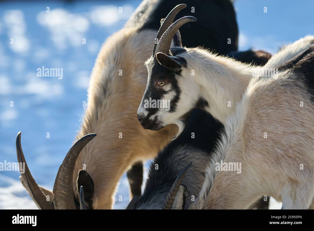 Schönau a. Königsse, Deutschland 21. Januar 2025: Tierwelt ...