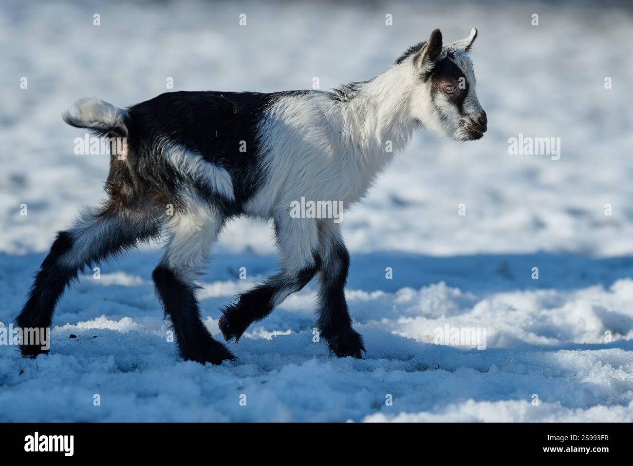 Schönau a. Königsse, Deutschland 21. Januar 2025: Tierwelt ...