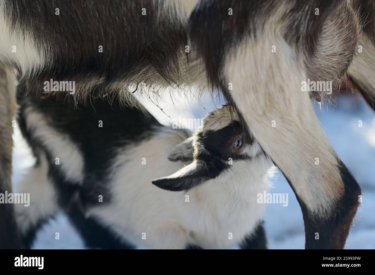 Schönau a. Königsse, Deutschland 21. Januar 2025: Tierwelt ...