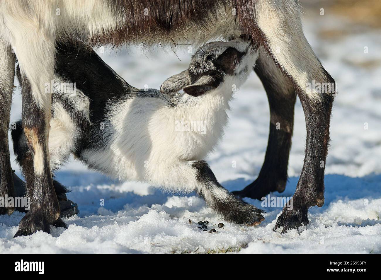 Schönau a. Königsse, Deutschland 21. Januar 2025: Tierwelt ...