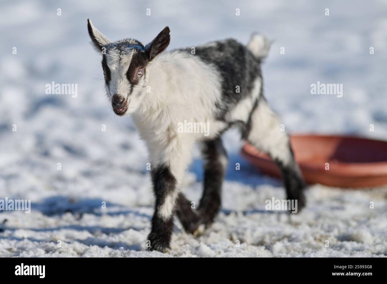 Schönau a. Königsse, Deutschland 21. Januar 2025: Tierwelt ...