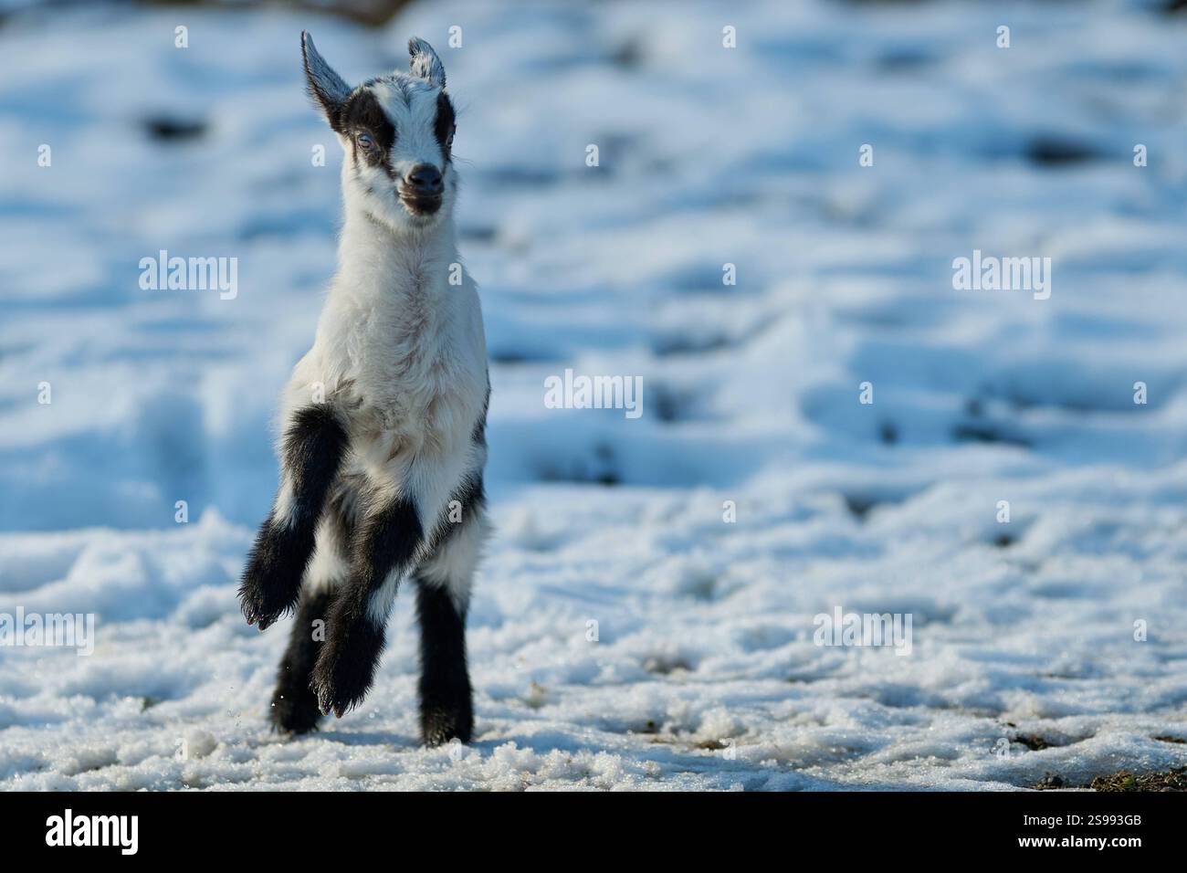 Schönau a. Königsse, Deutschland 21. Januar 2025: Tierwelt ...