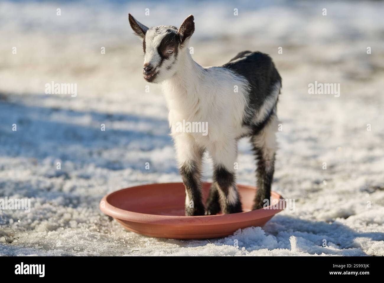 10 day old goat hi-res stock photography and images - Alamy