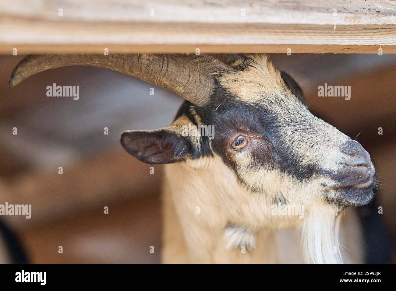 Schönau a. Königsse, Deutschland 21. Januar 2025: Tierwelt ...