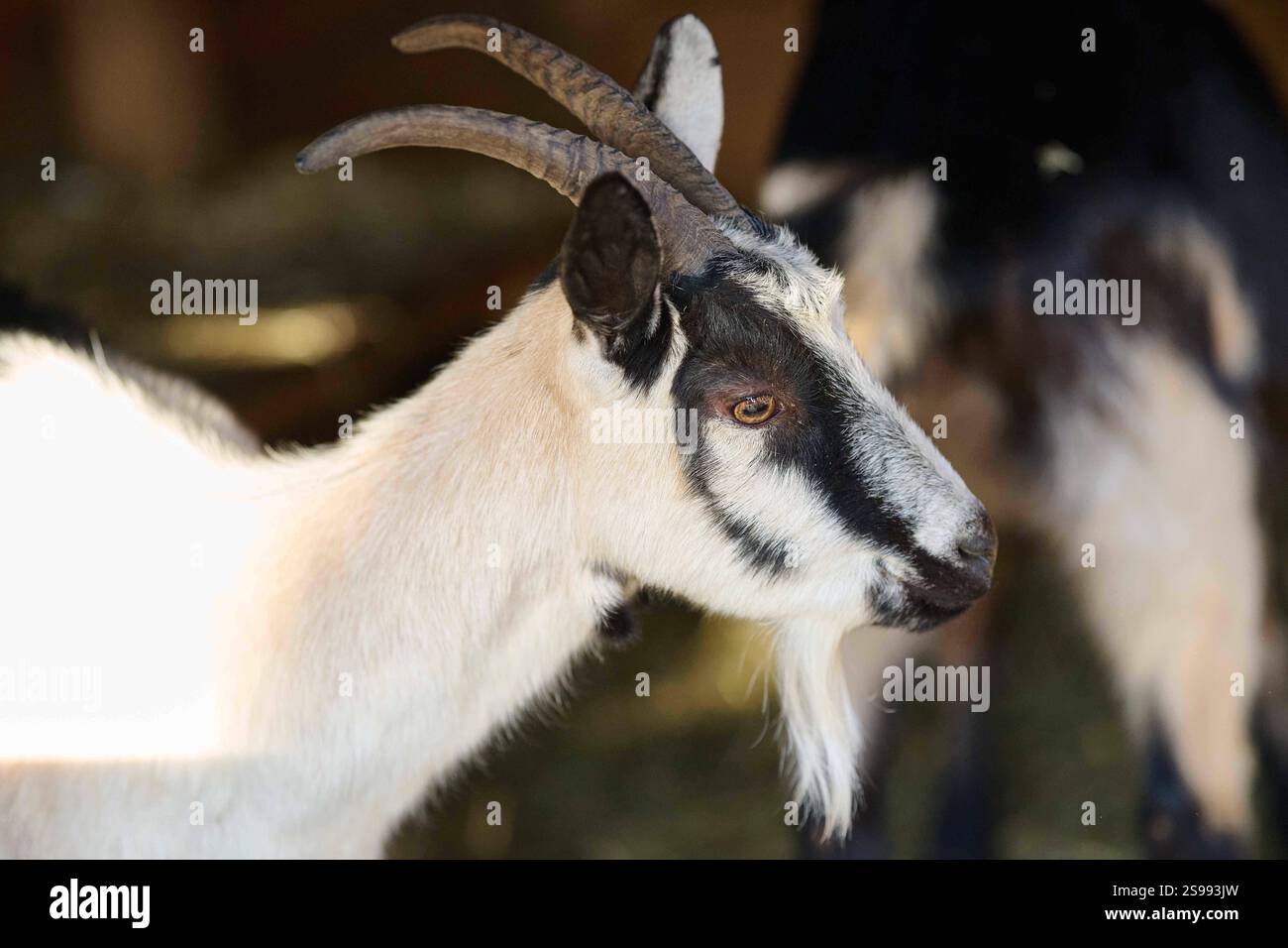 Schönau a. Königsse, Deutschland 21. Januar 2025: Tierwelt ...