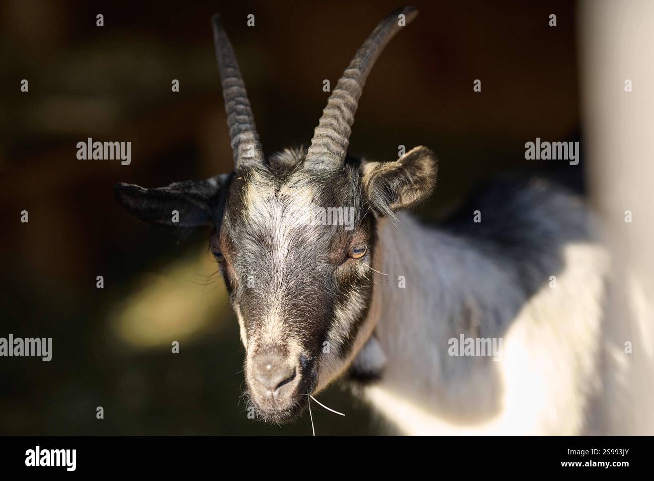 Schönau a. Königsse, Deutschland 21. Januar 2025: Tierwelt ...